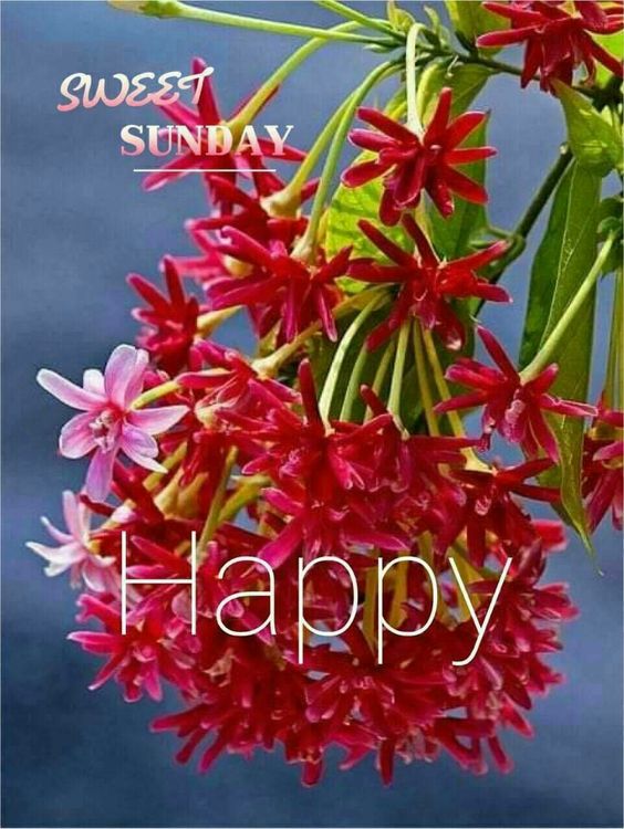 สวัสดีวันอาทิตย์ ภาษาอังกฤษ ภาพพื้นหลังสีแดง มี GIF รูปสวย โหลดฟรี