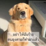 200+ รูปภาพตลกๆ กวนๆ ฮาๆ ขำๆ ฟรี เอาไว้ใช้ในเฟส ในโซเชียล