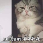 200+ รูปภาพตลกๆ กวนๆ ฮาๆ ขำๆ ฟรี เอาไว้ใช้ในเฟส ในโซเชียล