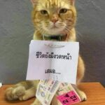 200+ รูปภาพตลกๆ กวนๆ ฮาๆ ขำๆ ฟรี เอาไว้ใช้ในเฟส ในโซเชียล