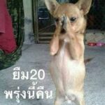 200+ รูปภาพตลกๆ กวนๆ ฮาๆ ขำๆ ฟรี เอาไว้ใช้ในเฟส ในโซเชียล
