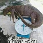 200+ รูปภาพตลกๆ กวนๆ ฮาๆ ขำๆ ฟรี เอาไว้ใช้ในเฟส ในโซเชียล