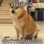 200+ รูปภาพตลกๆ กวนๆ ฮาๆ ขำๆ ฟรี เอาไว้ใช้ในเฟส ในโซเชียล